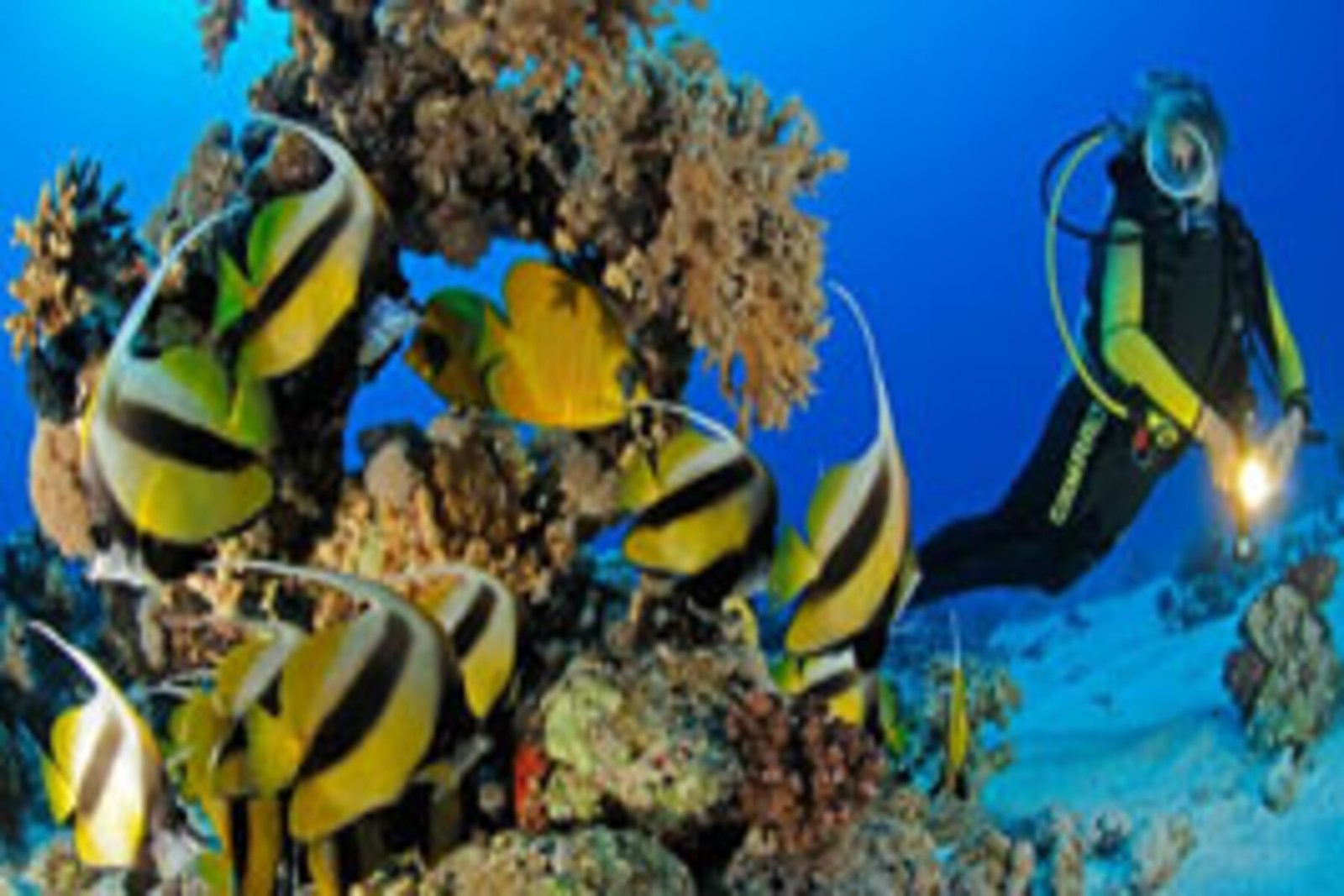 Sharm El Sheikh Diving Excellence Traveler Egypt Tours Sharm El Sheikh Diving Excellence Traveler Egypt Tours